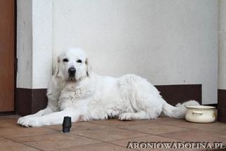 owczarek podhalanski