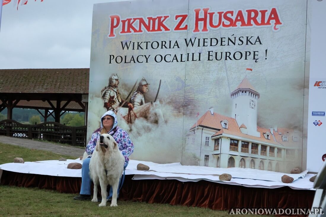 Bystra owczarek podhalański w Pułtusku - IX Piknik z Husarią w 2022 r.